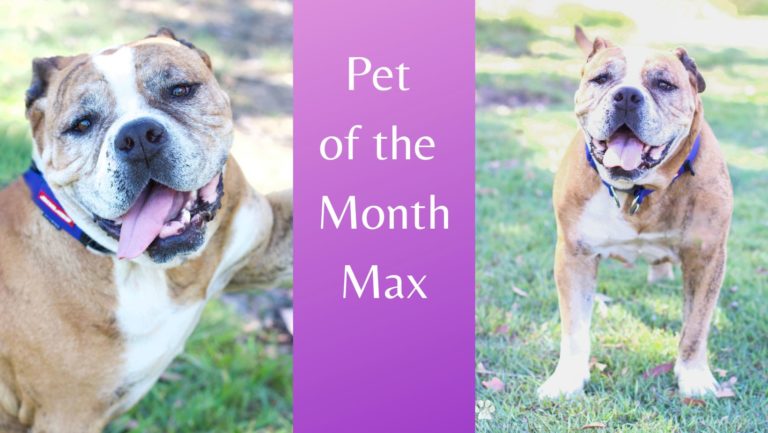 Home | Hunter Animal Rescue