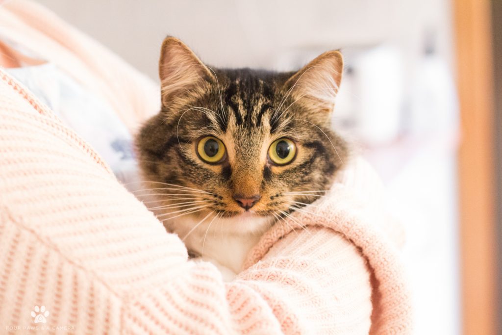 Become a Foster Carer | Hunter Animal Rescue