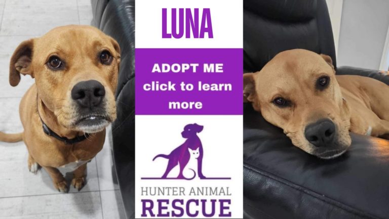 Home | Hunter Animal Rescue