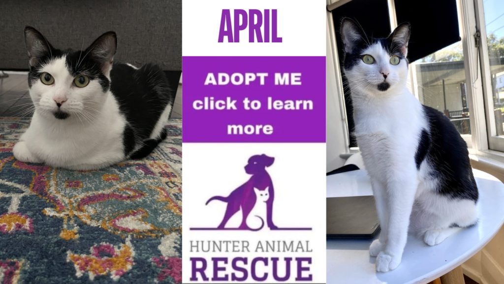 Home | Hunter Animal Rescue